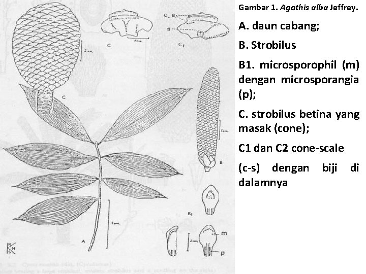 TAKSONOMI SISTEMATIK TUMBUHAN Karakter Morfologi Bentuk daun Bentuk