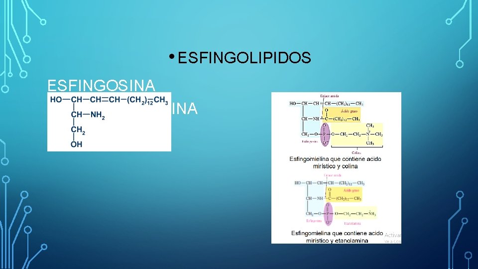 LPIDOS COMPUESTOS DEFINICIN Son los lpidos que adems