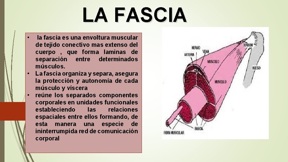 BIOMECNICA DE LA FASCIA Presentado por Luisa Mrquez