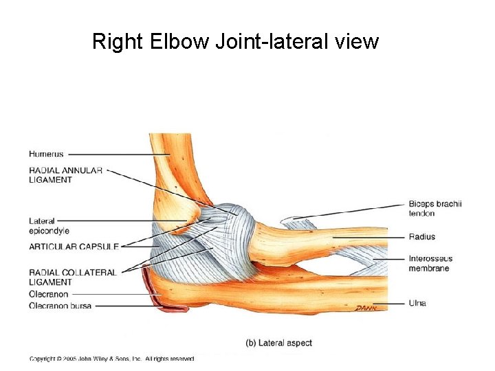 ArticulationsJoints Joint Classification A Structural Two criteria 1