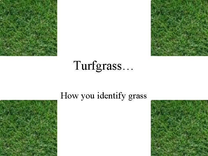 Turfgrass How you identify grass Identifying North Carolina