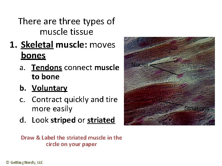 Muscles Move You Objective To learn the structure