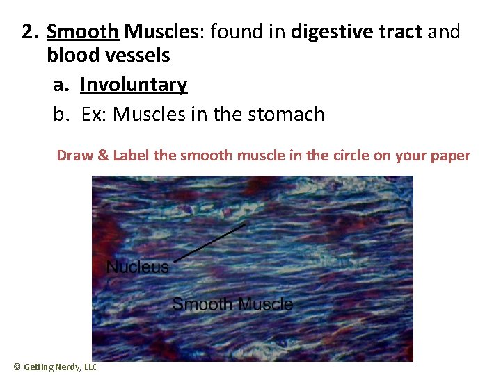 Muscles Move You Objective To learn the structure