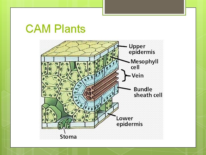 Metabolic Processes Adaptations to Photosynthese SBI 4 U