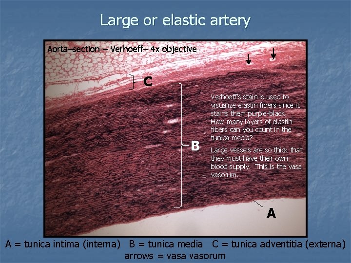 HISTOLOGY REVIEW Vasculature Dr Tim Ballard Department of