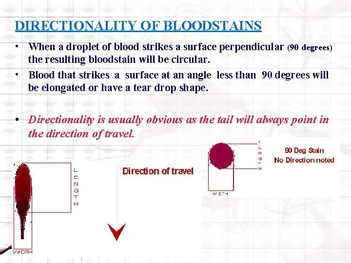 FORENSIC SEROLOGY Blood A complex mixture of cells