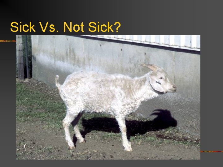 ANIMAL HEALTH Bellwork Identify two reasons why learning