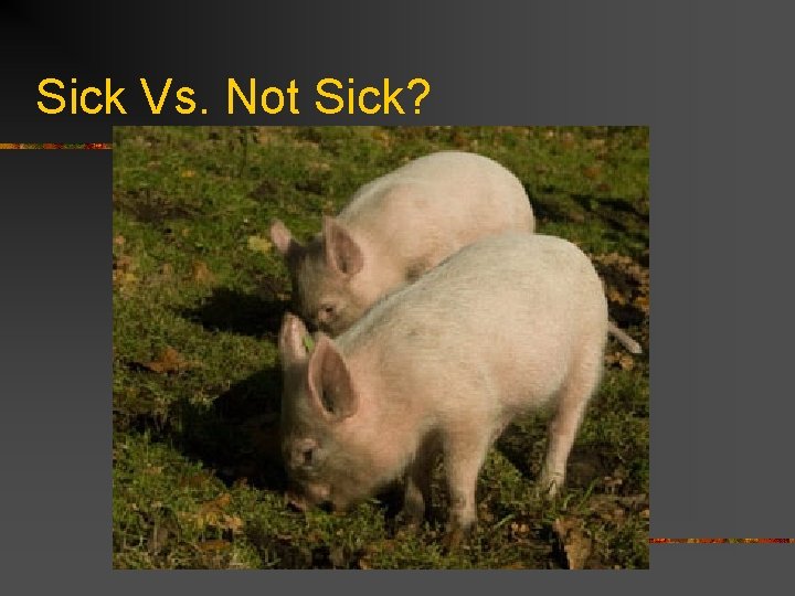 ANIMAL HEALTH Bellwork Identify two reasons why learning