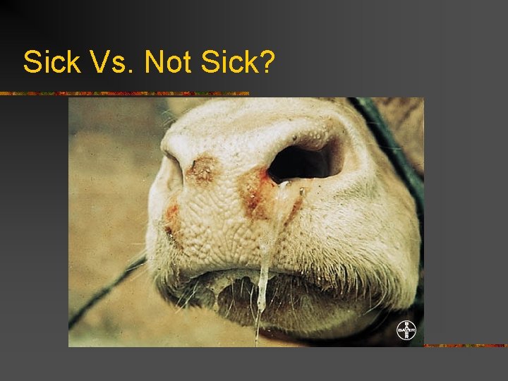 ANIMAL HEALTH Bellwork Identify two reasons why learning