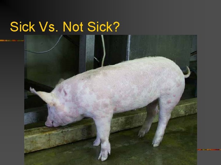 ANIMAL HEALTH Bellwork Identify two reasons why learning