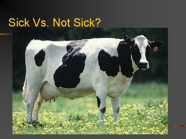 ANIMAL HEALTH Bellwork Identify two reasons why learning