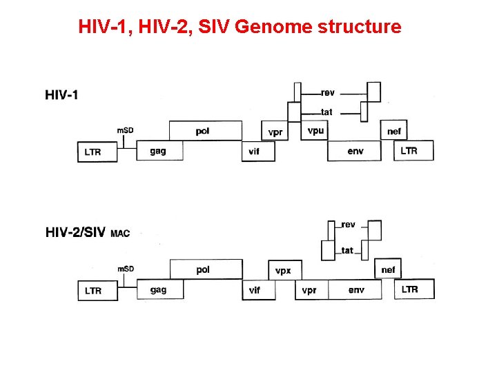 HIV Replication and Maturation Ritu Gaur Associate Professor