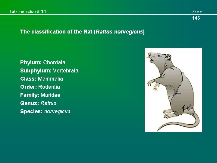 Lab Exercise 11 Zoo 145 The Circulatory System