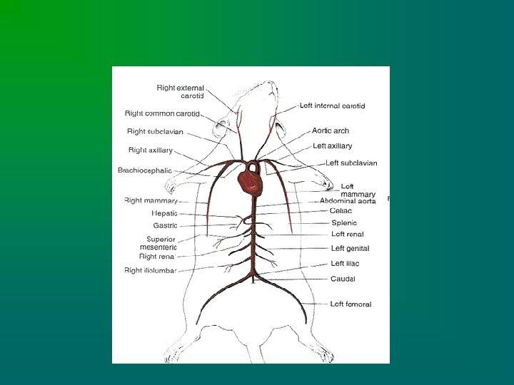 Lab Exercise 11 Zoo 145 The Circulatory System