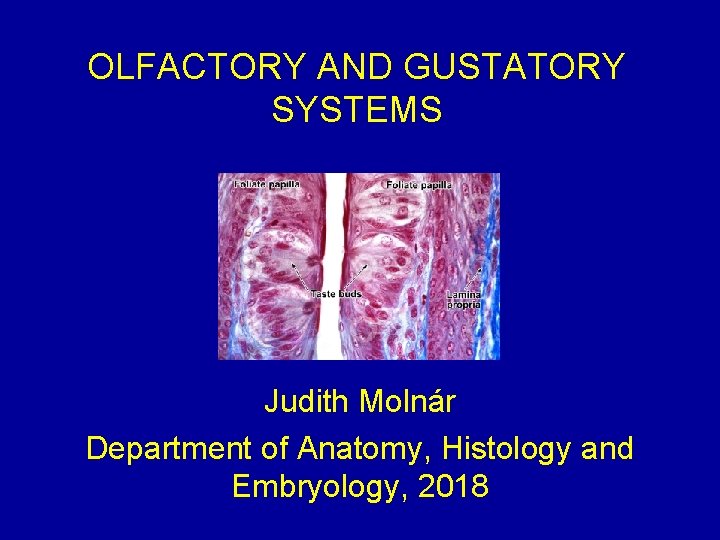 OLFACTORY AND GUSTATORY SYSTEMS Judith Molnr Department of