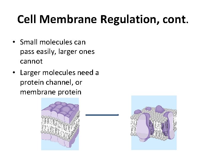 Cell Membranes and Transport 9 Biology The Cell