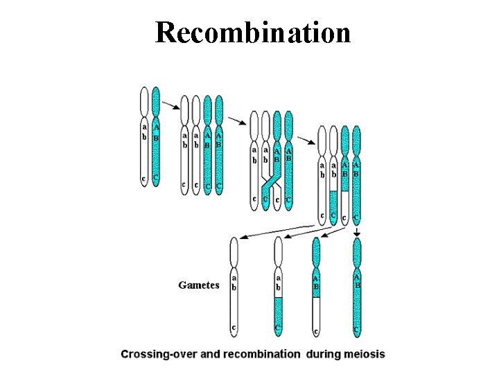 Introduction to the biology and technology of DNA
