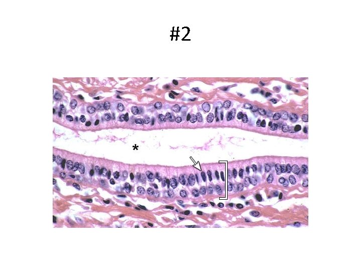 Slide Study for Lab Practical Histology On epi