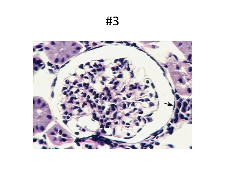 Slide Study for Lab Practical Histology On epi