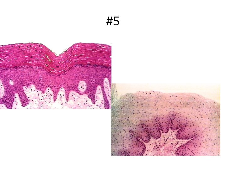 Slide Study for Lab Practical Histology On epi