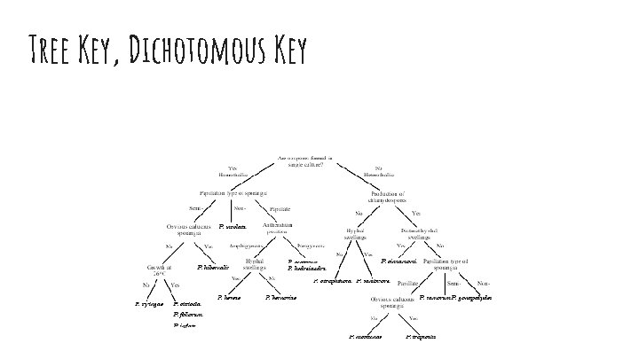 Tools Used in Forestry Tree Key Dichotomous Key