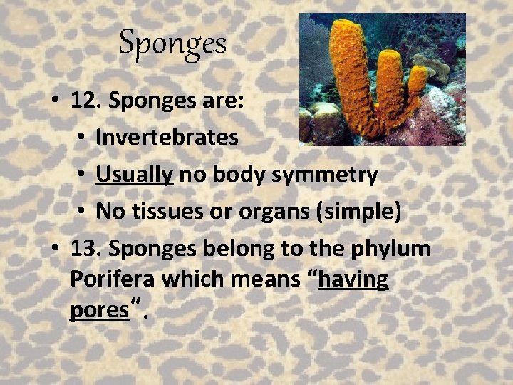 Kingdom Animalia Introduction to Invertebrates What is an
