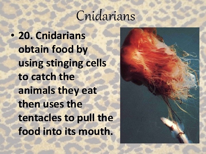 Kingdom Animalia Introduction to Invertebrates What is an
