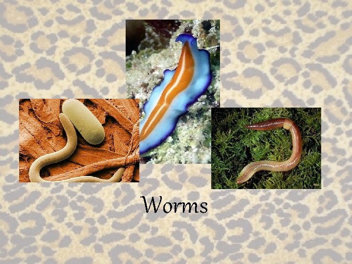 Kingdom Animalia Introduction to Invertebrates What is an