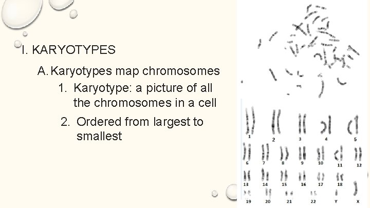 S 3 HEREDITY E 6 KARYOTYPES Objective Describe