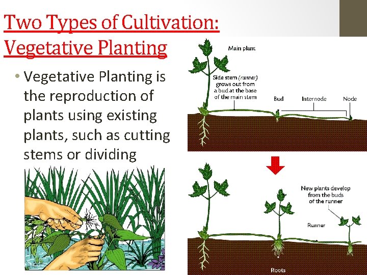 Agriculture Deliberate modification of Earths surface through cultivation
