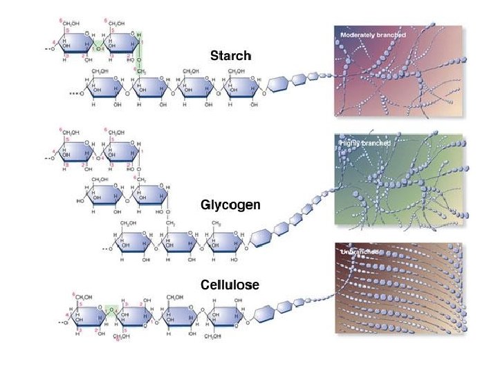 2 1 2 3 2 4 Carbohydrates Lipids