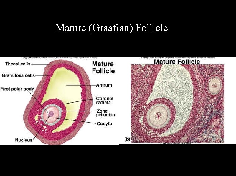 Chapter 17 Female Reproduction The Female Reproductive System