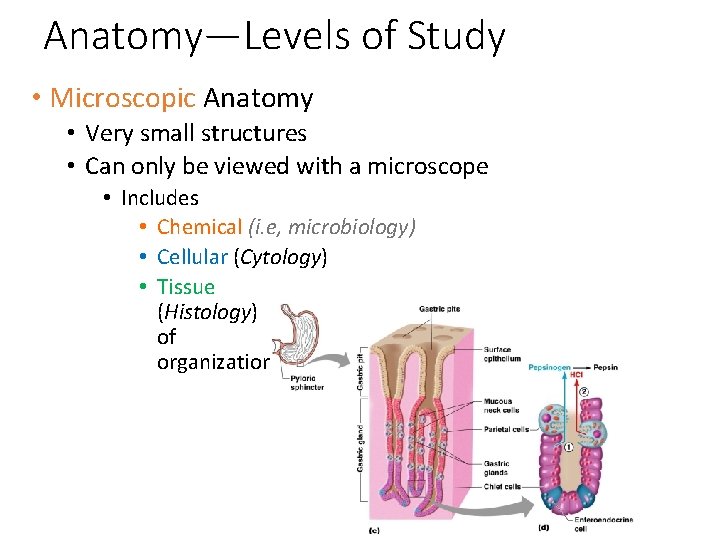 UNIT 1 The Human Body An Orientation Learning