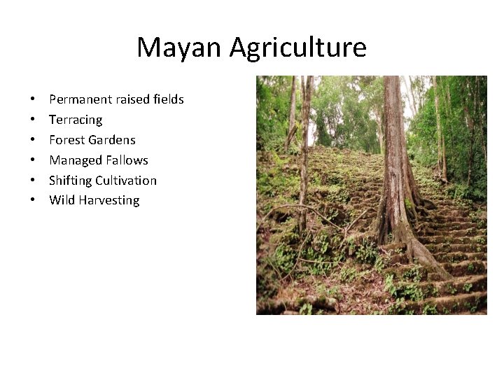 The Mayan Society Geography Eastern third3 rd of