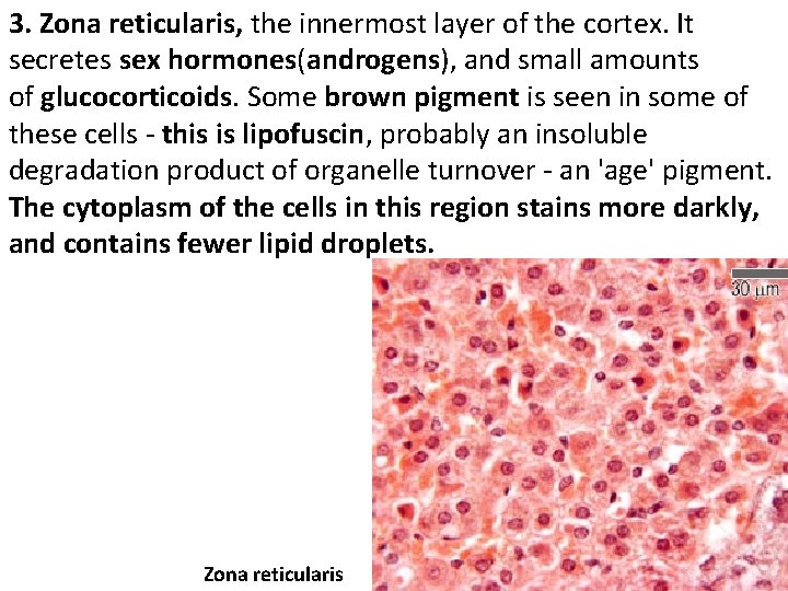Embryology and Histology of Pituitary and Adrenal gland