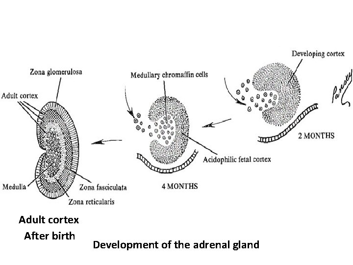Embryology and Histology of Pituitary and Adrenal gland