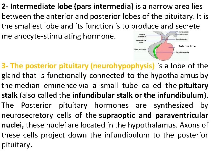 Embryology and Histology of Pituitary and Adrenal gland