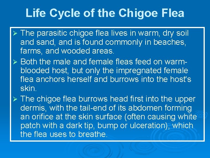 Tungiasis SRU Tungiasis Tungiasis is an infestation of