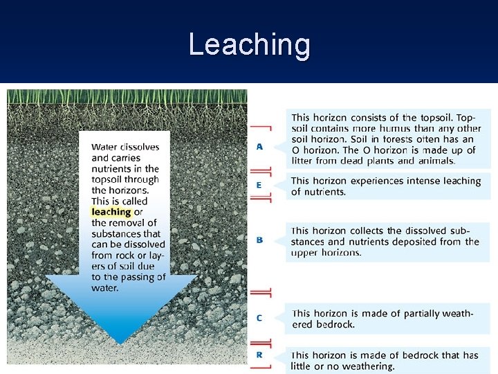 What is the best soil for growing plants