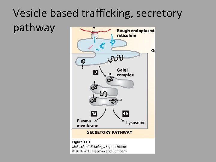 Cell Biology and Physiology Moving Proteins into Membranes