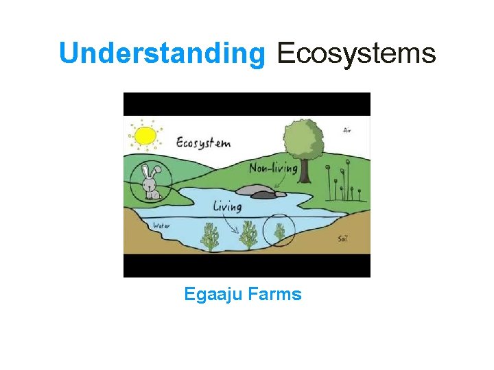 Understanding Ecosystems Egaaju Farms What is an ecosystem
