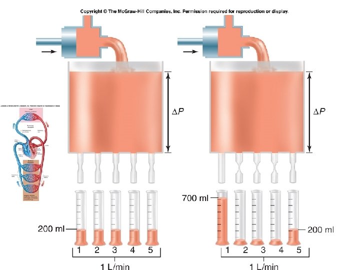 16 November 2009 Cardiovascular Physiology Lab this week