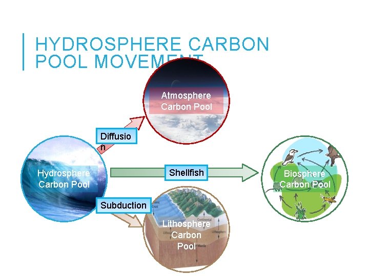 THE CARBON CYCLE What goes around comes around