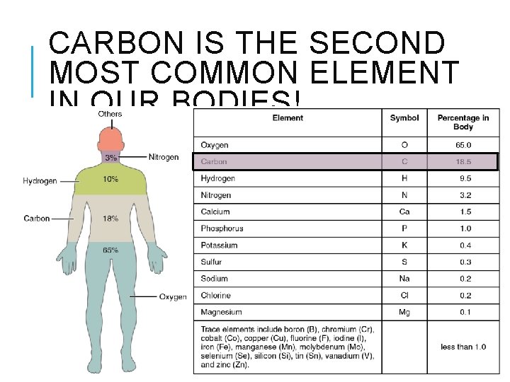 THE CARBON CYCLE What goes around comes around