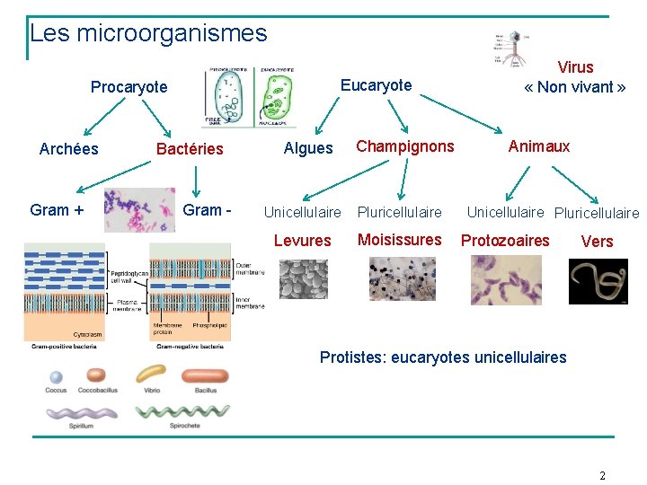 Introduction la microbiologie alimentaire 1 Les microorganismes Eucaryote
