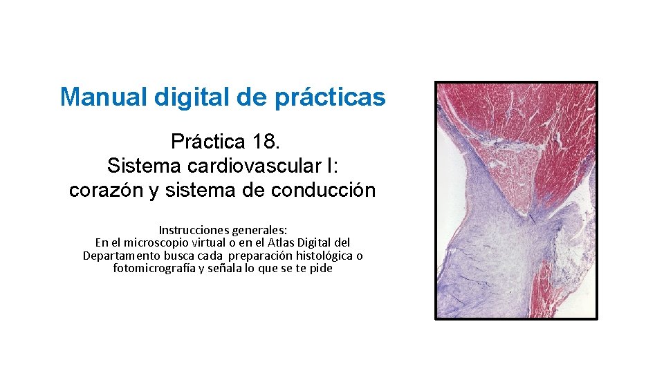 Manual digital de prcticas Prctica 18 Sistema cardiovascular