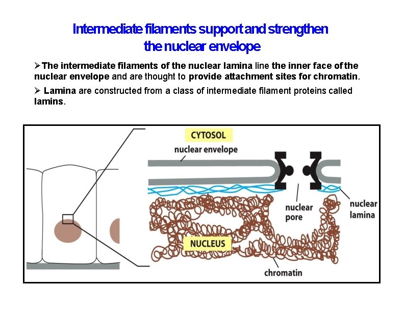 Cell Biology Cytoskeleton Alberts Bruce Essential Cell Biology