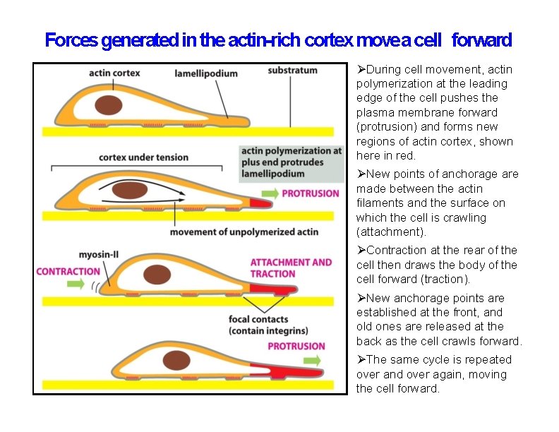 Cell Biology Cytoskeleton Alberts Bruce Essential Cell Biology