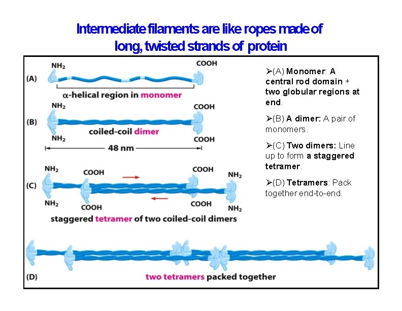 Cell Biology Cytoskeleton Alberts Bruce Essential Cell Biology