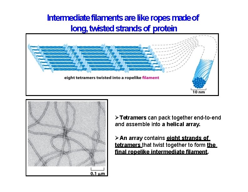 Cell Biology Cytoskeleton Alberts Bruce Essential Cell Biology